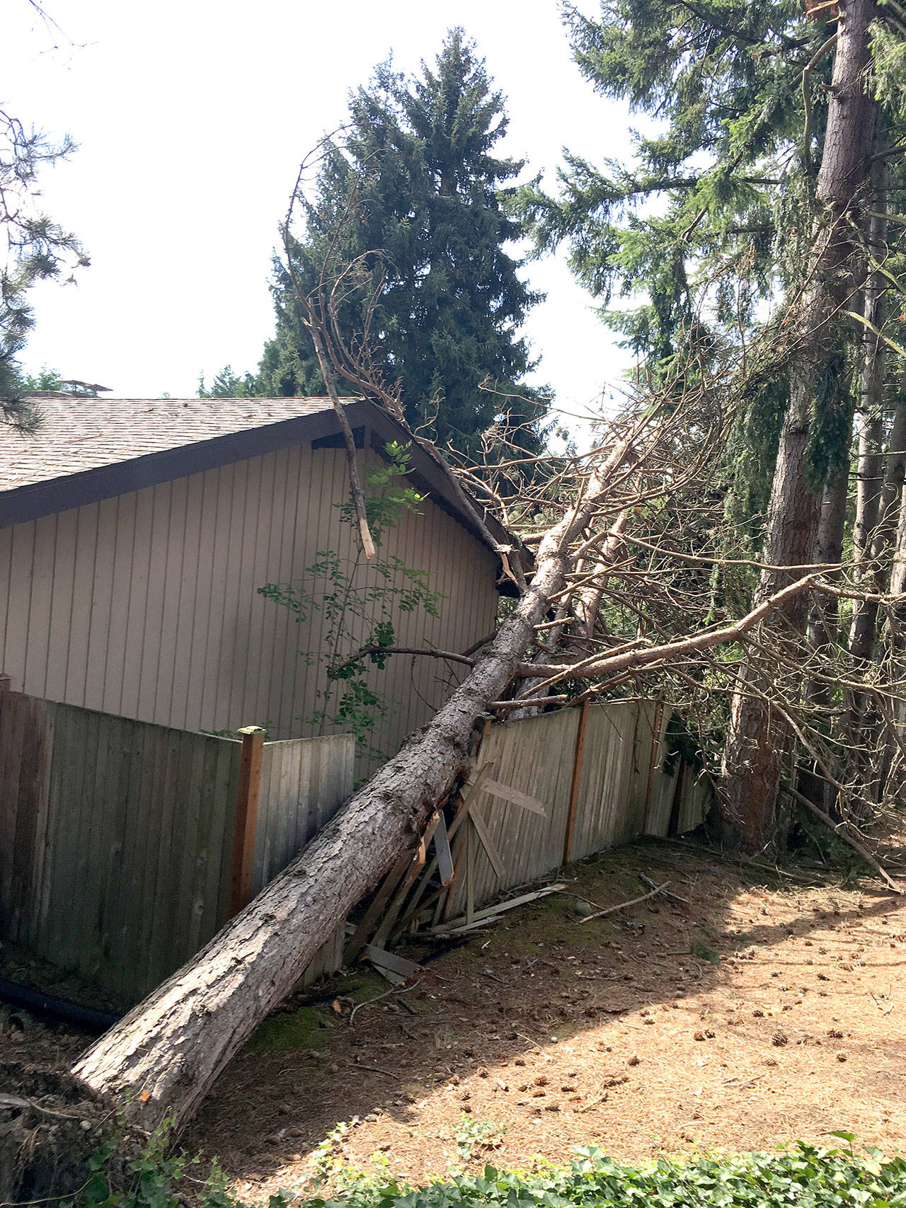 How to prevent falling trees | Mercer Island Reporter