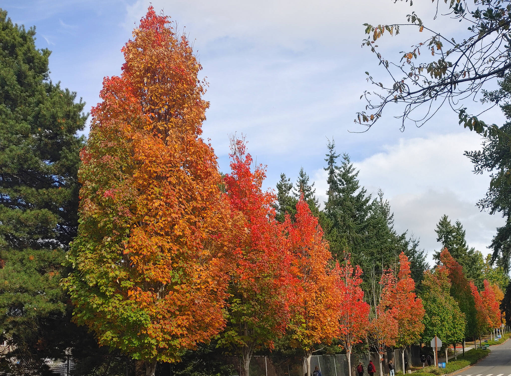 Fabulous fall colors | Mercer Island Reporter
