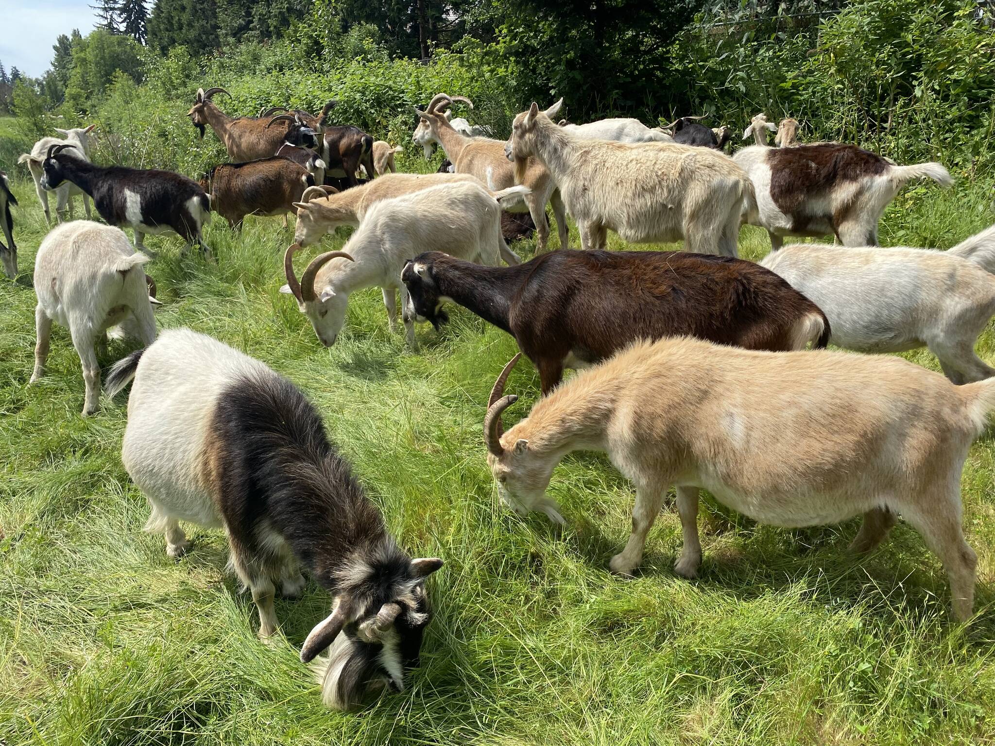 Goats munch on overgrown vegetation | Mercer Island Reporter