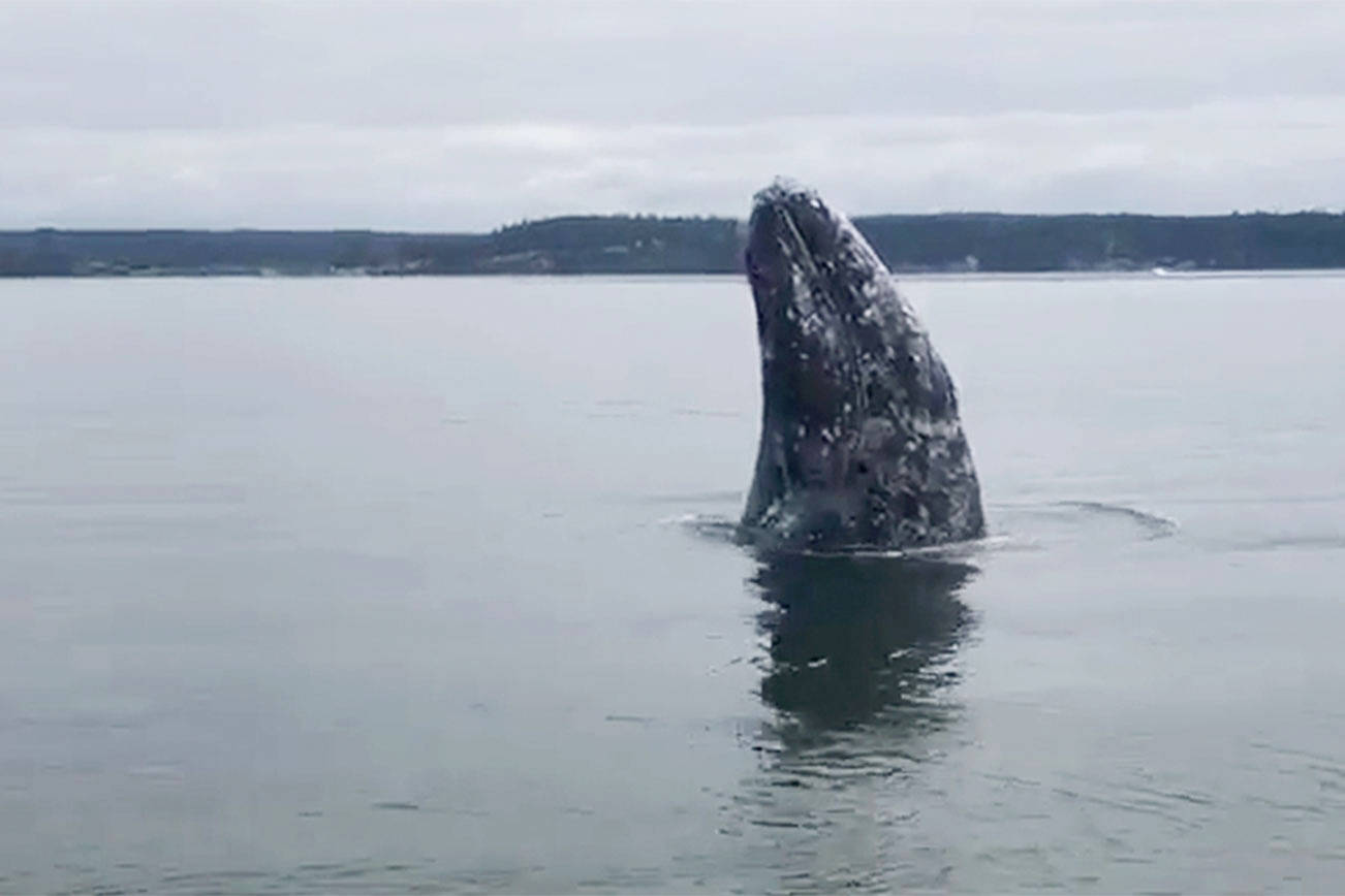 Video: A gray whale stops by Hat Island to spout off and eat | Mercer ...